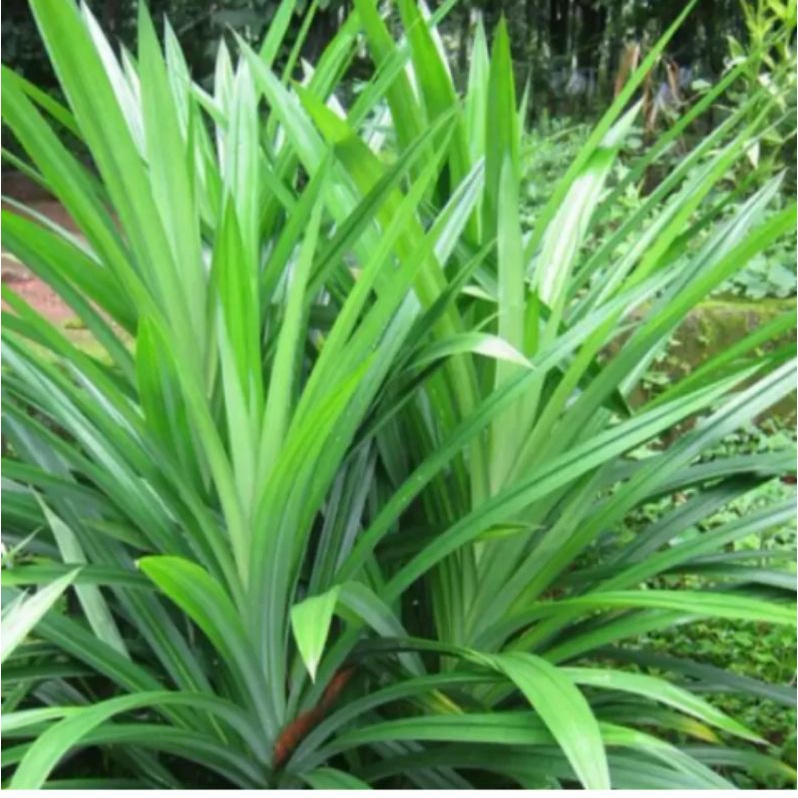 anak pokok pandan,homegrown pandan /benih pandan/leaf plant | Shopee ...