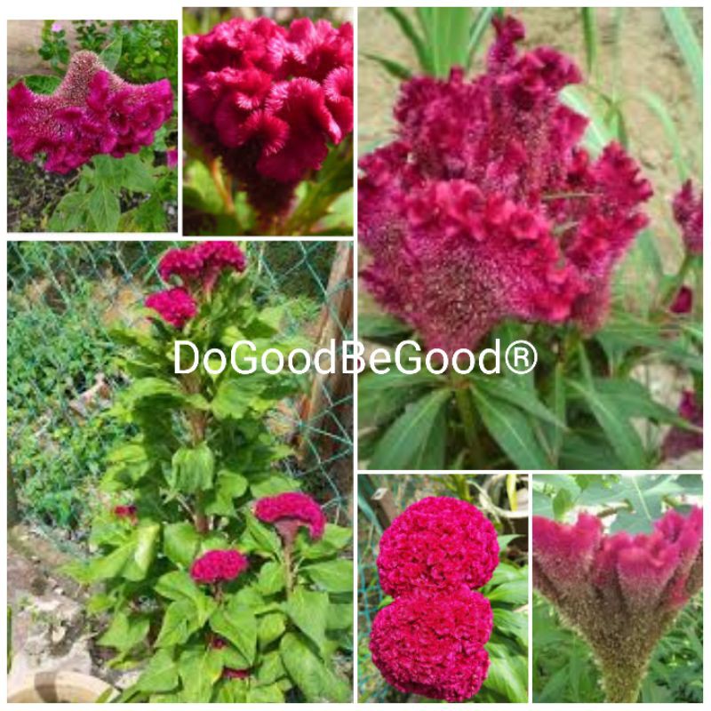 30Seeds Silver cock's comb Flowers Seeds /30Biji Benih Pokok Bunga ...