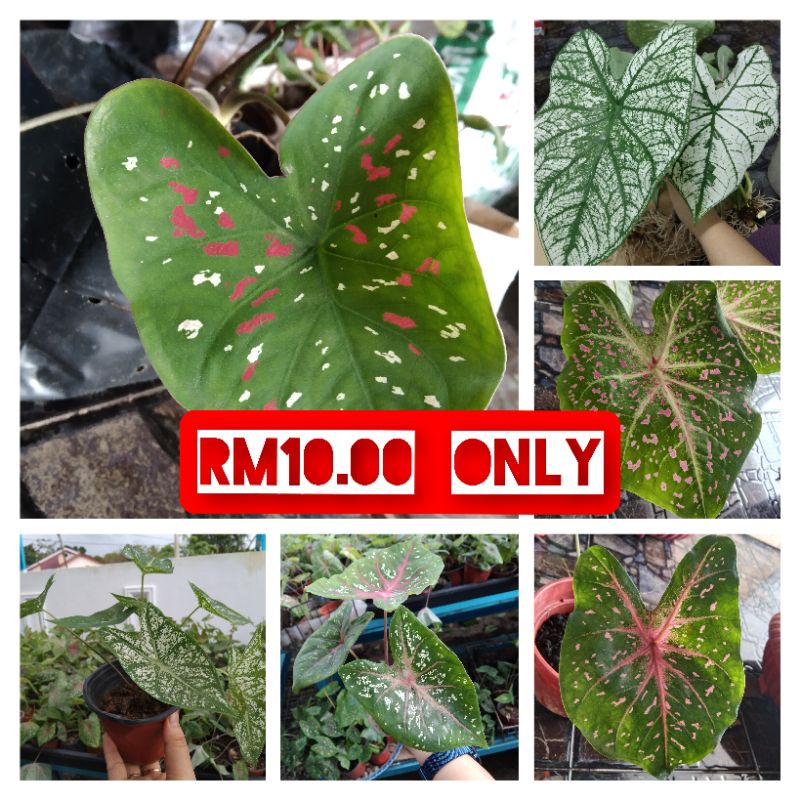 Keladi / Caladium / Keladi Kampung / Keladi Viral / Ready Stock ...