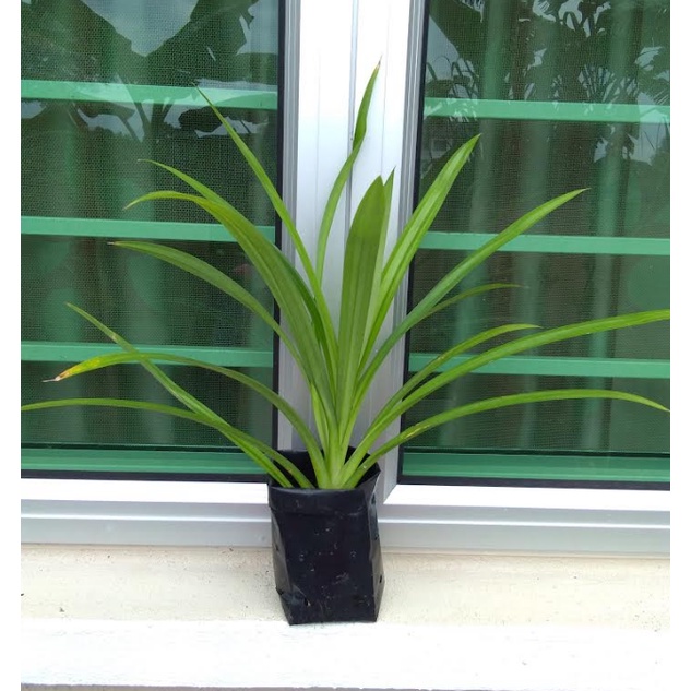 Pandan Leaves Organic Plant (Pandanus Amaryllifolius) Daun Pandan with ...