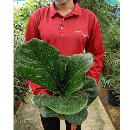 [Paling Horticulture Sdn Bhd] Ficus Lyrata | Fiddle Fig | Pokok Hiasan ...