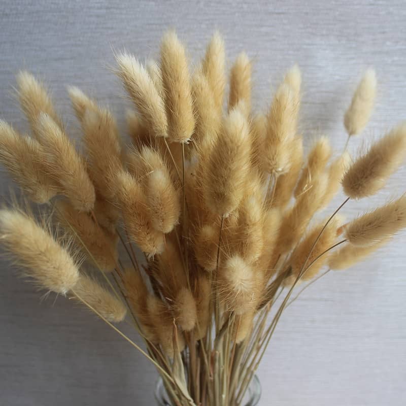 1pack 20pcs++ RABBIT TAIL Dried Dry Preserved Real Flower Living Room ...