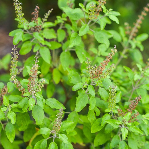 Tulsi Holy Basil live plant Ready Stock Thulasi Krishna Black Tulasi ...