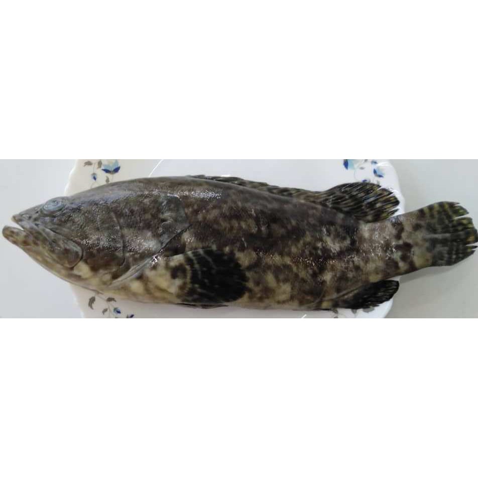 Ikan Kerapu Hybrid (Dragon Tiger Grouper) | Shopee Malaysia