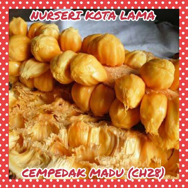 🔥HYBRID🔥 POKOK CEMPEDAK MADU (CH28) / Honey Chempedak Tree / Goreng ...
