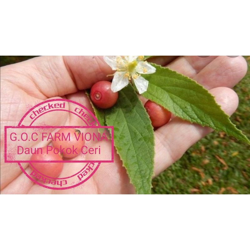 Daun Pokok Ceri/Kersen (150gm) | Shopee Malaysia