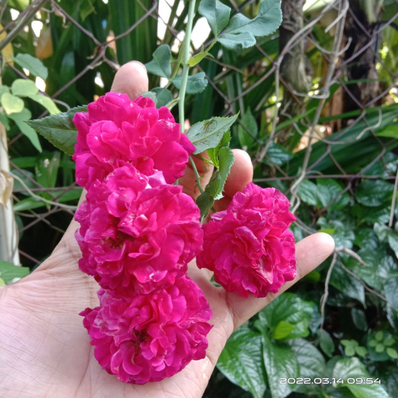 keratan batang bunga ros kampung merah pink bunga kecil 4 keratan rm10 ...