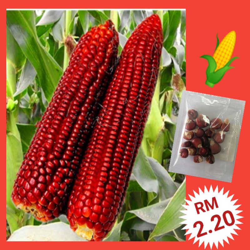 J6 Biji Benih Jagung Merah (18+/- ) Red Sweet Corn Seeds 红糯甜玉米种子 Benih ...