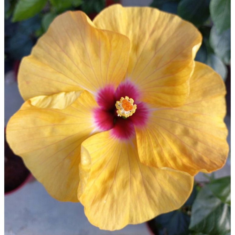 Pokok Bunga Raya Hybrid - Hibiscus [Live Plant] | Shopee Malaysia