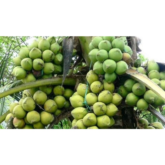 Anak pokok kelapa pandan hybrid berbuah rendang | Shopee Malaysia