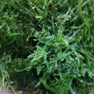 Java Moss Vesicularia Dubyana ( Aquarium /Aquascape / Paludarium ...