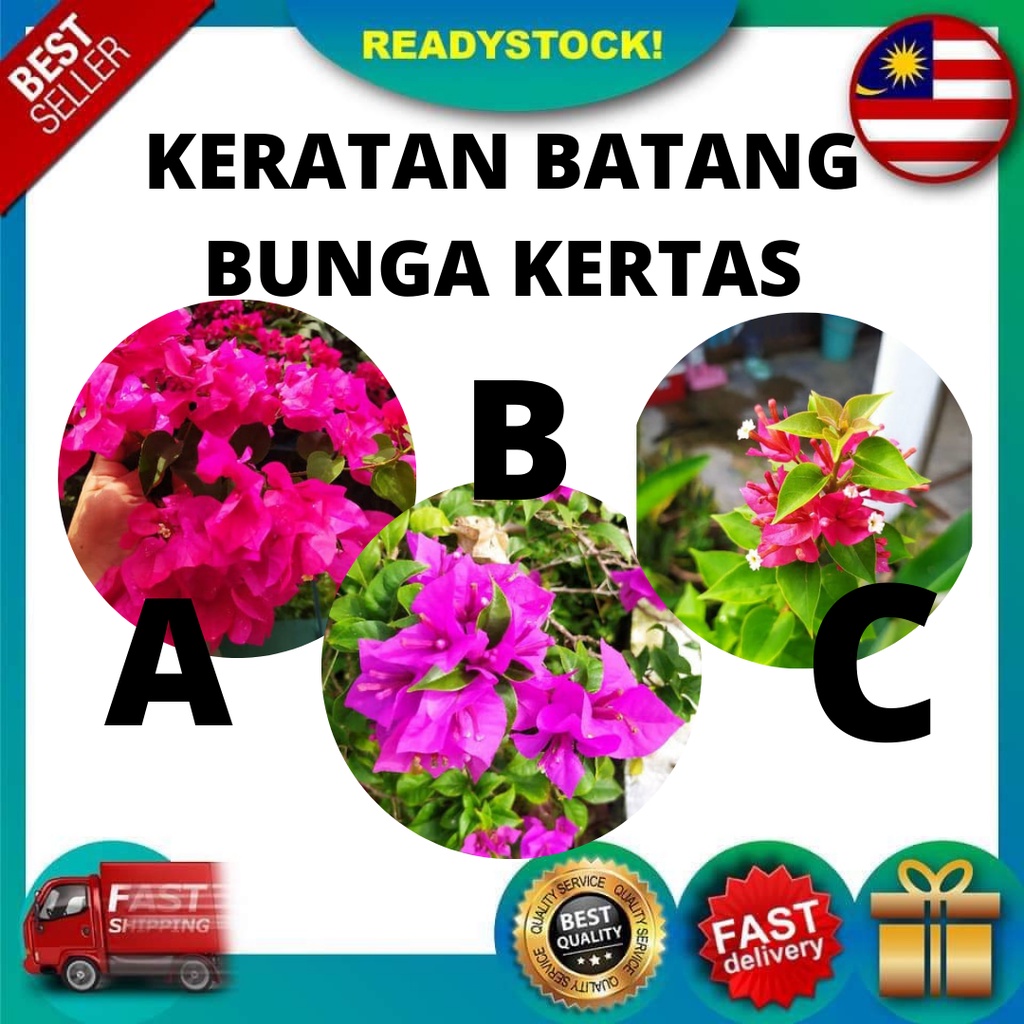 Bunga kertas keratan batang | Shopee Malaysia