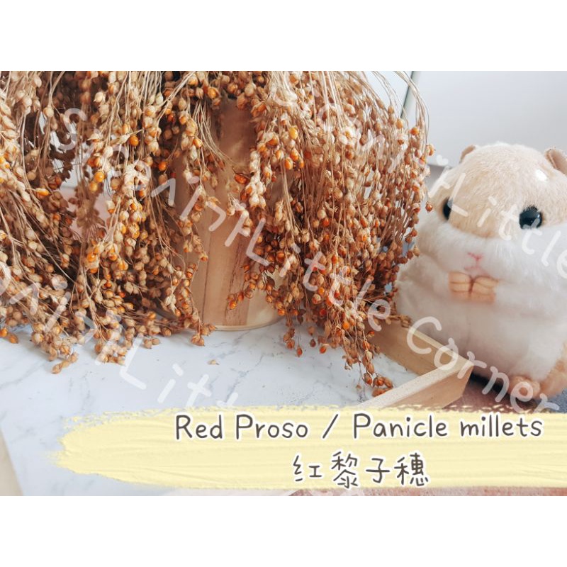 [Exclusive稀有]Natural sprays / spikes- Red Proso millets/ Red panicle ...