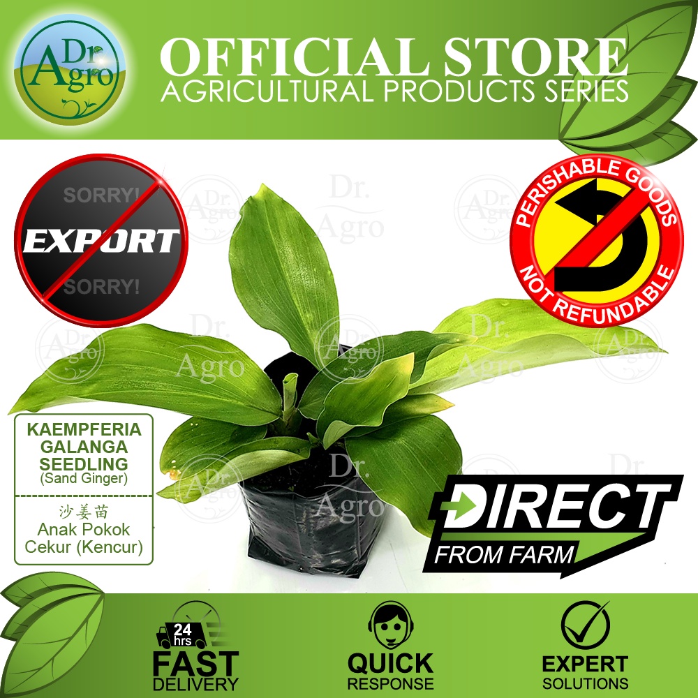 Dr. Agro || Anak Pokok Cekur/Kencur/沙姜苗/(Kaempferia Galanga) Sand ...