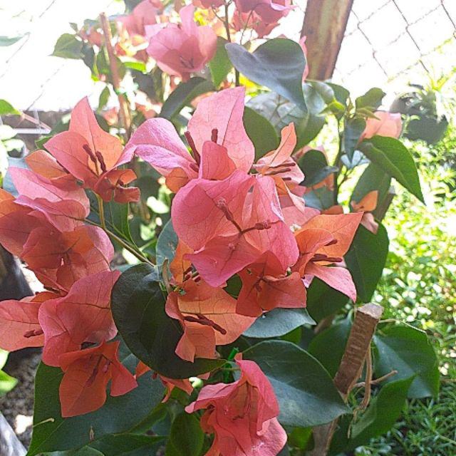 Pokok bunga kertas hidup dalam beg 8x8 inch. citra, black maria ...
