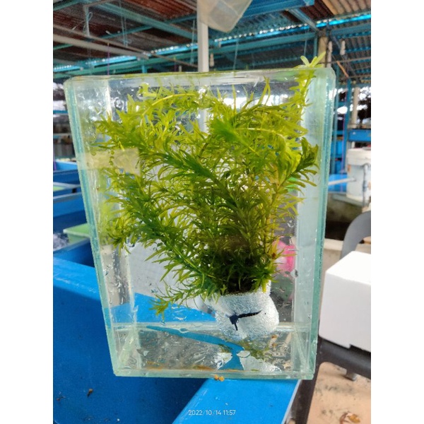 [HOT ITEM] 3 SET! Hydrilla/pokok air/pokok Hiasan akuarium/Aquarium ...
