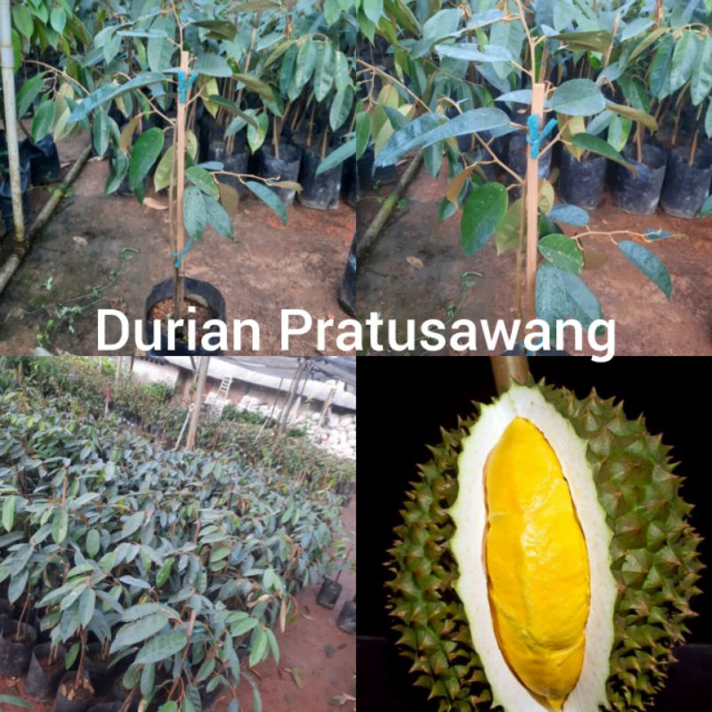 Pokok Durian Pratusawang/Pokok Durian Pintu Syurga | Shopee Malaysia