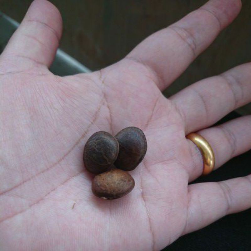 BIJI BENIH SACHA INCHI(20PCS) | Shopee Malaysia