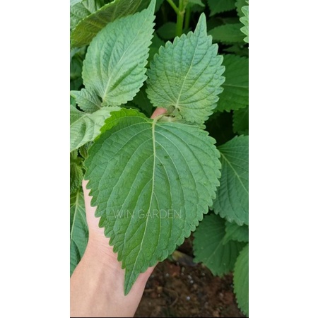 Sesame leaves, Korean ke nhip leaves. 1kg | Shopee Malaysia