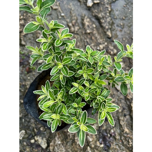Pokok landscape ground cover 园艺围墙设计颜色搭配 / pokok pagar / outdoor plant ...
