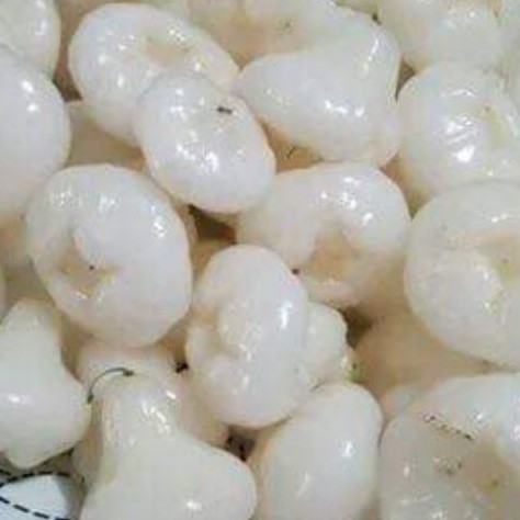 Anak pokok Jambu Bertih putih cepat berbuah | Shopee Malaysia