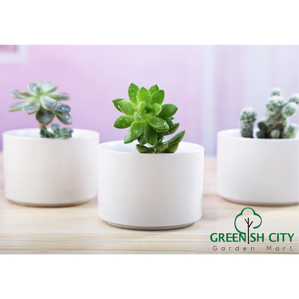 GNC - Modern Mandrake Nordic White Ceramic Flower Pot Pasu Bunga ...