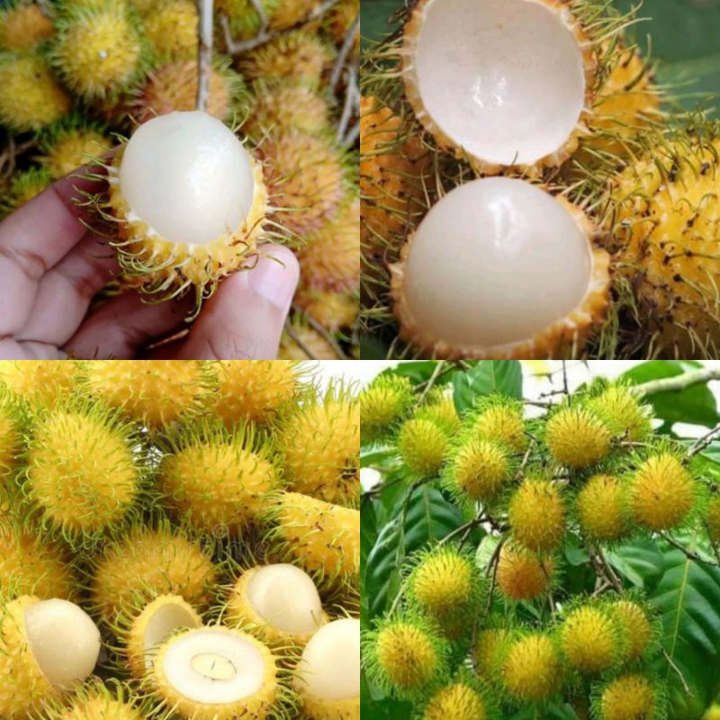 ANAK POKOK RAMBUTAN GADING HYBRID | Shopee Malaysia