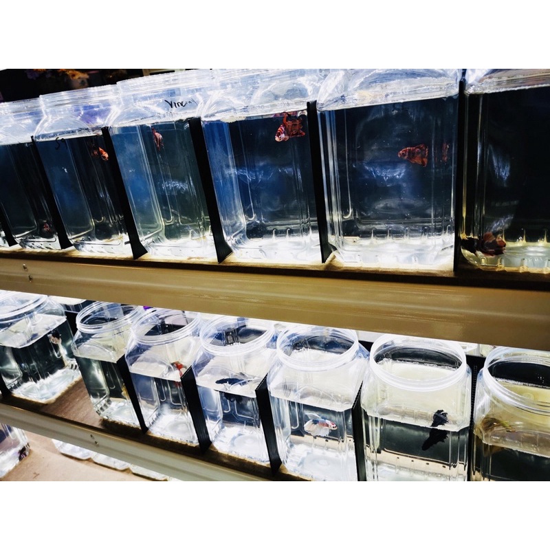 SU Tank 3L WITHOUT COVER for Betta / Guppy / ikan Laga / Fish Tank ...