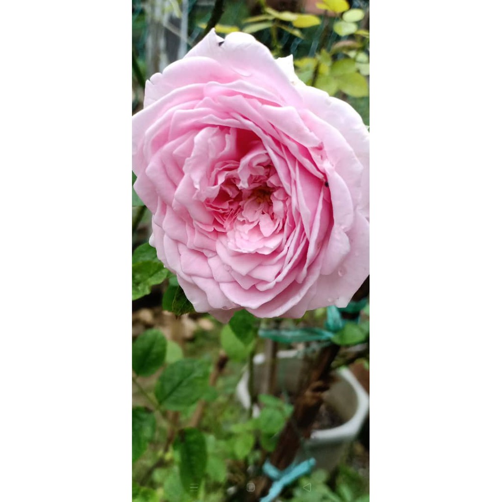 POKOK BUNGA ROSE BAKA WANGI BERWARNA PINK (SAIZ POKOK BESAR) | Shopee ...