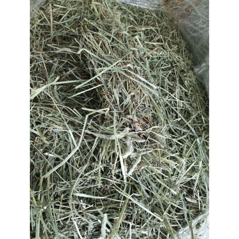 Alfalfa Hay 1kg Rumput Kering Alfalfa 1kg | Shopee Malaysia