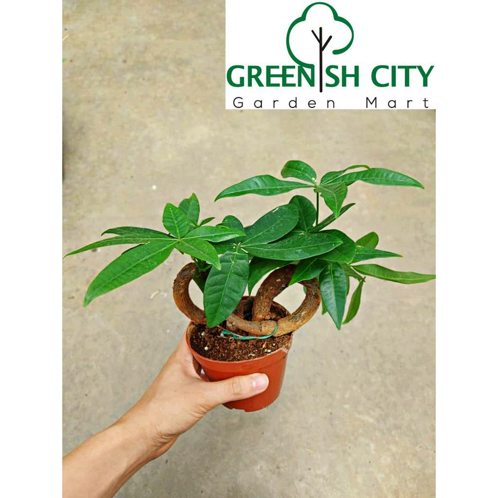 GNC - Live Plant Pachira Good Luck Tree Money Plant Pokok Pakira 美金树 ...