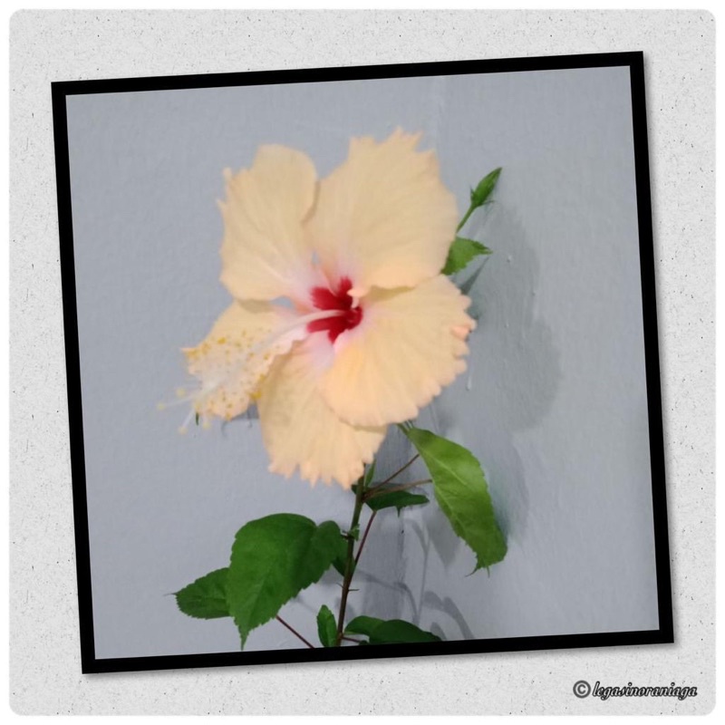 Pokok Bunga Raya 🌹Kuning Terang/Bright Yellow | Shopee Malaysia