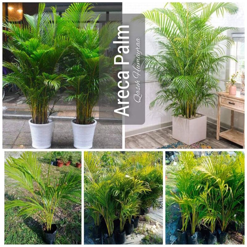 Areca Palm Dypsis lutescens Pinang Kuning | Shopee Malaysia