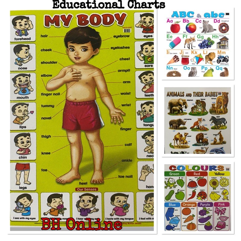 Educational Charts Preschool Full Colours - My Body, Animals, Numbers ...