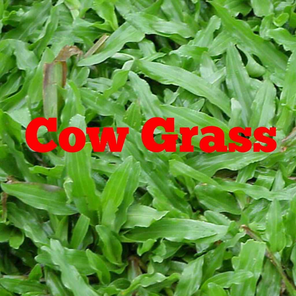 Grass/Pembekal Rumput Karpet Hidup / Carpet Grass / Japanes Grass / Cow ...