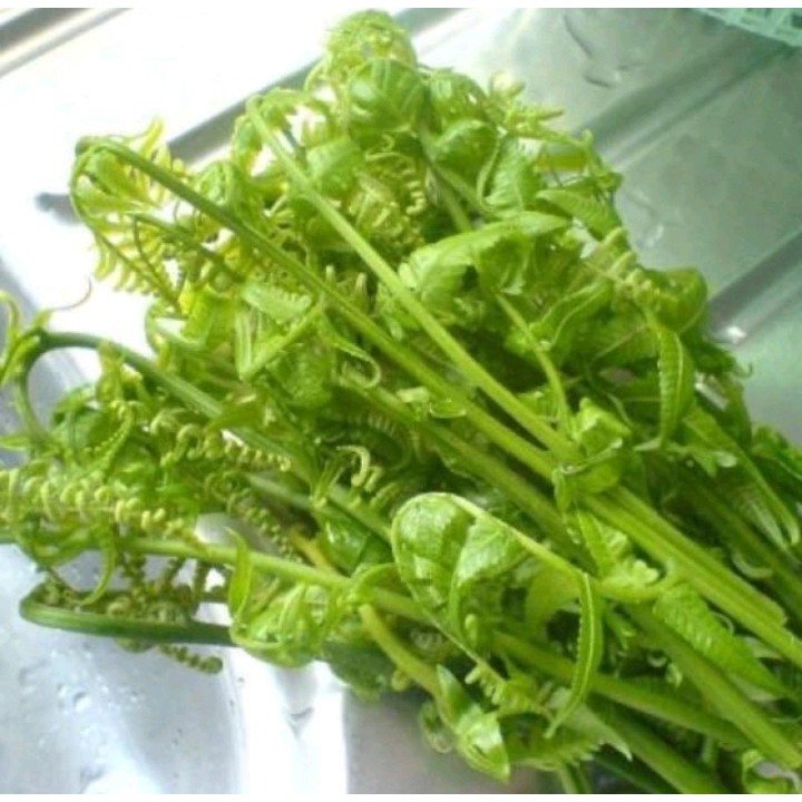 Pucuk Paku Fresh Hari-Hari 500gram | Shopee Malaysia
