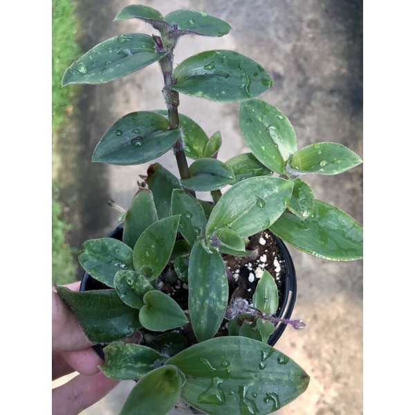 Tradescantia Blossfeldiana Plant / Keratan Pokok Telinga Kera Murah🌱💜By ...