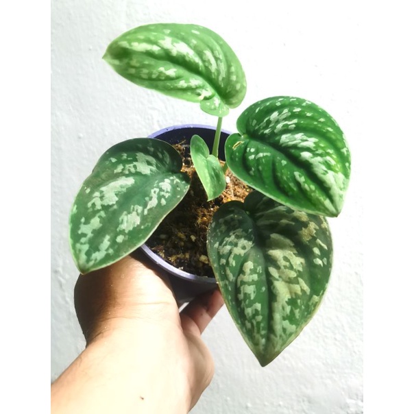 Scindapsus sp borneo(pic140821) | Shopee Malaysia