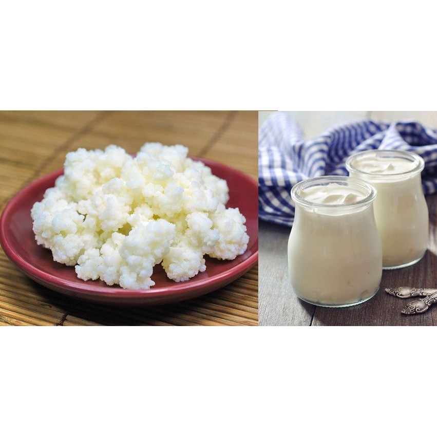 Kefir mushroom + filter racket (free plastic spoon) | Shopee Malaysia