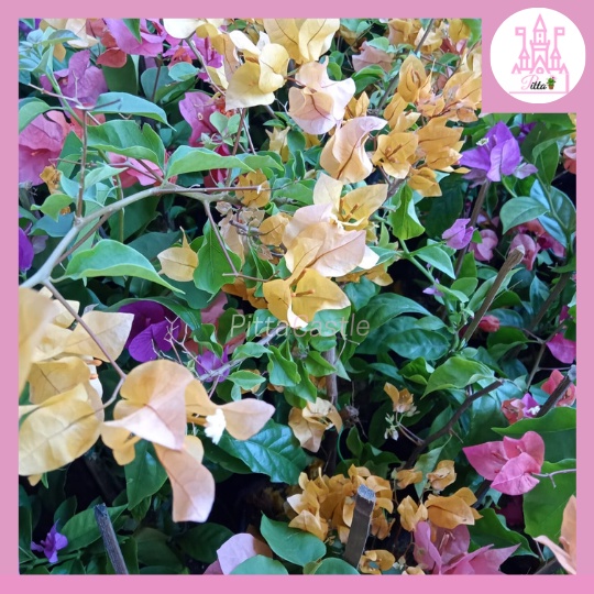 Pokok Bunga Kertas Bougainvillea Tree Colorful Flower Outdoor Plant ...