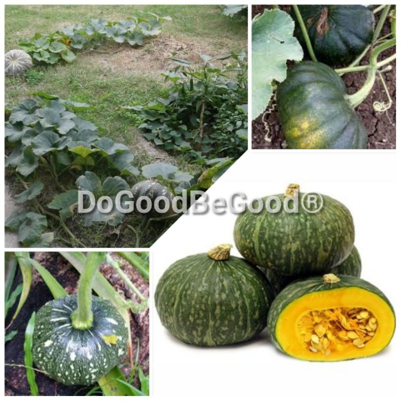 30Seeds Kabocha Sweet Pumpkin Seeds/Biji Benih Labu Manis Kabocha ...