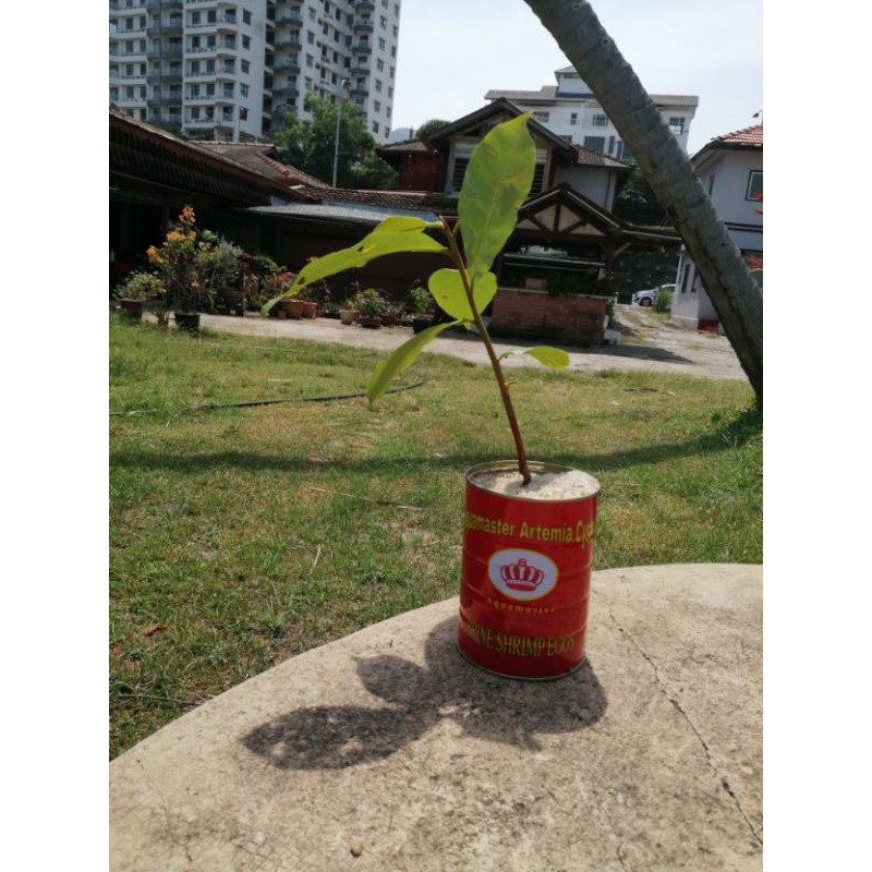 Indian Almond Tree Sapling Anak Pokok Ketapang (Terminalia Catappa ...