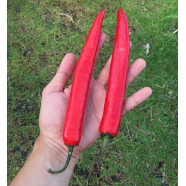 🔥10pcs Biji Benih Cili Besar🔥Big Chili🔥READY STOCK MALAYSIA🔥 plant ...