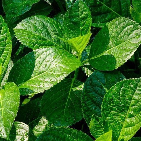 50gram Daun Pecah Beling / Pecah Kaca / Pecah Periuk Segar Fresh dari ...