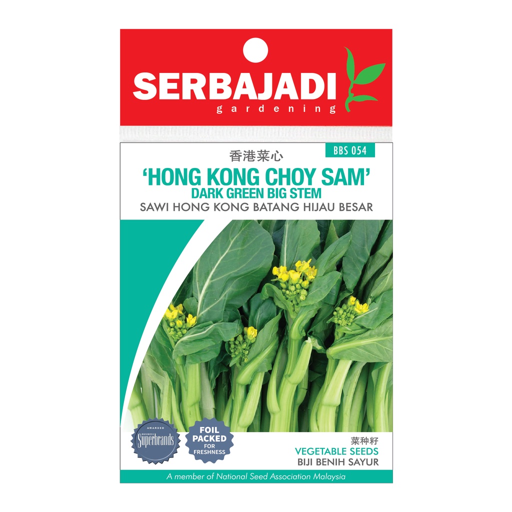 Serbajadi Seeds Hong Kong Dark Green Big Stem Choy Sam - Sawi Batang ...
