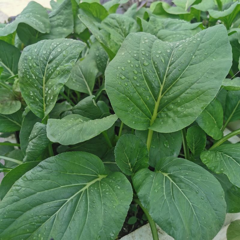 Benih Sawi Cameron Highlands 100pcs/Choy Shum/金马伦菜心籽 | Shopee Malaysia