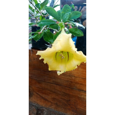 pokok bunga angel trompet/ solendra/brugmansia | Shopee Malaysia