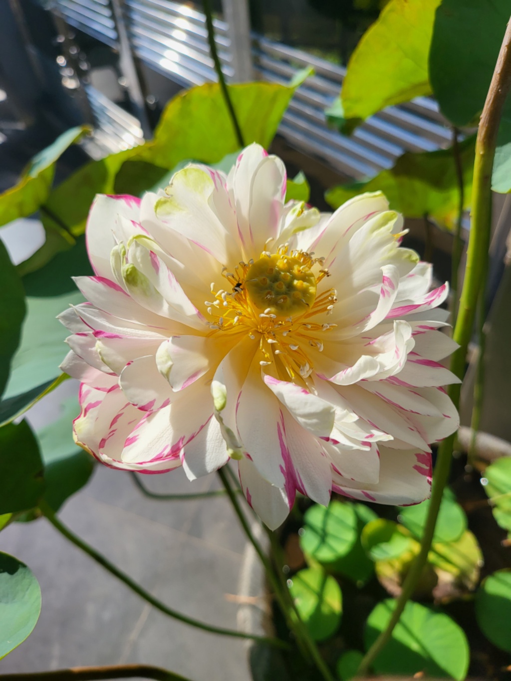 《大洒锦》大型荷花。"Big Sprinkler" large lotus. "Pemercik Besar" teratai besar ...