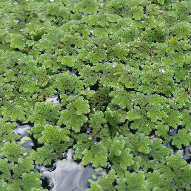 Benih Azolla Pokok Air Terapung (mudah membiak) | Shopee Malaysia