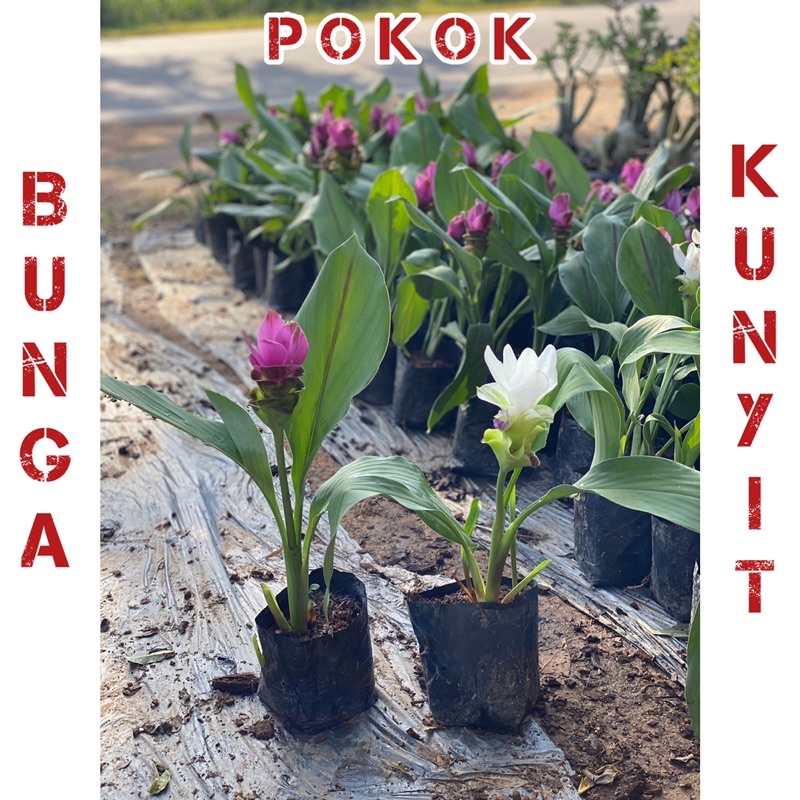 Pokok bunga kunyit / tulip siam ( live plant ) thai murah | Shopee Malaysia